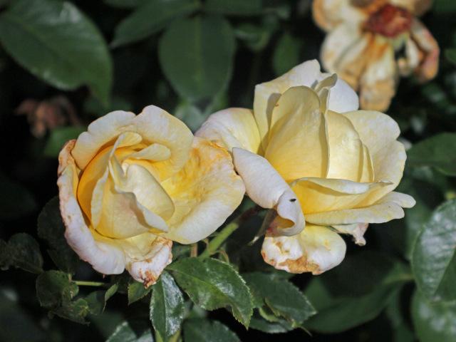 Rose (Rosa 'Sirius') in the Roses Database - Garden.org