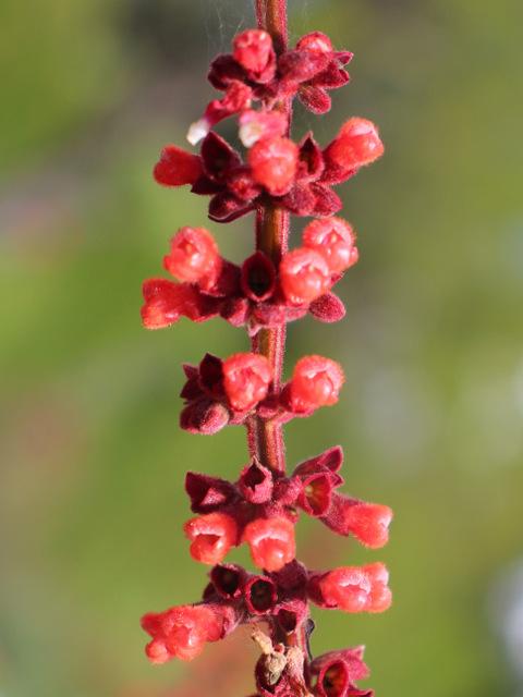 Photo of the bloom of Red Velvet Sage (Salvia confertiflora) posted by ...