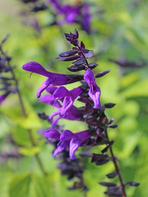 Photo of the bloom of Salvia Rockin'® Deep Purple posted by RuuddeBlock ...