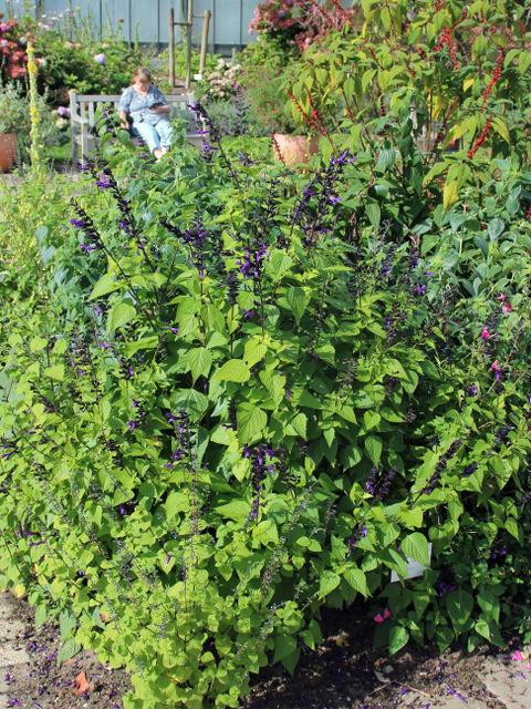 Photo of the entire plant of Salvia Rockin'® Deep Purple posted by ...