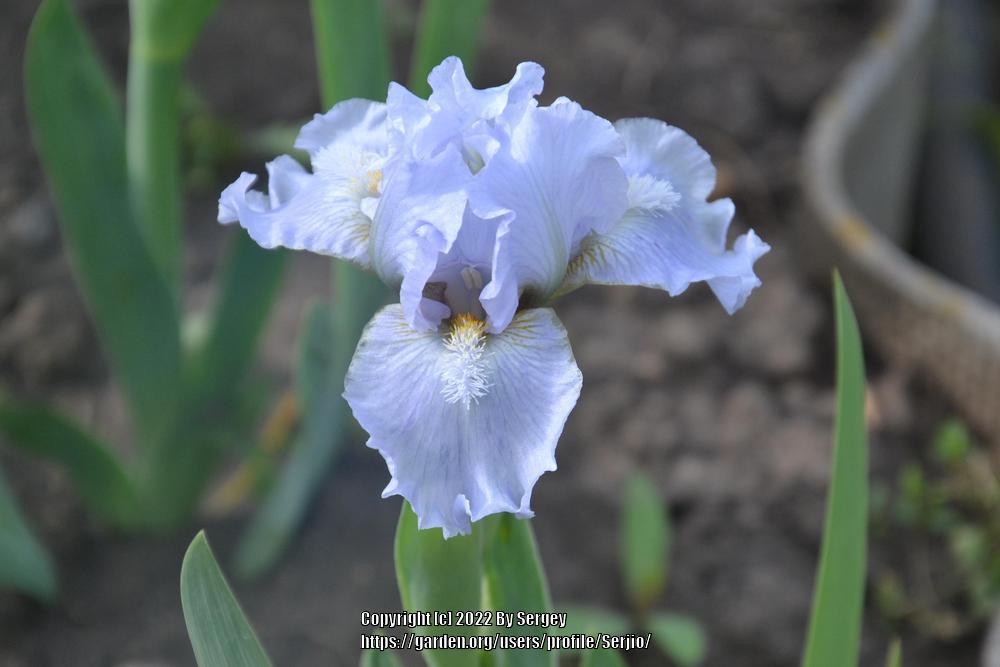 Photo of the bloom of Standard Dwarf Bearded Iris (Iris 'Ocean Pearl ...