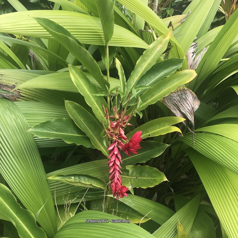 Photo of the entire plant of Red Ginger (Alpinia purpurata) posted by ...