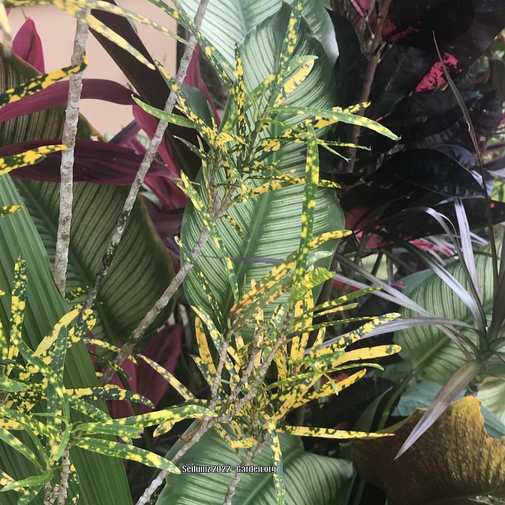 Photo of the entire plant of Croton (Codiaeum variegatum var ...