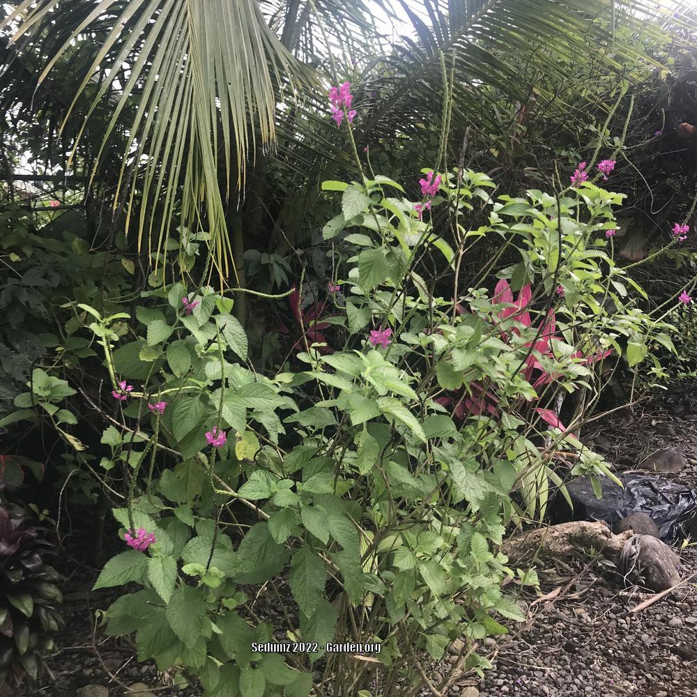 Photo of the entire plant of Red Porterweed (Stachytarpheta mutabilis ...