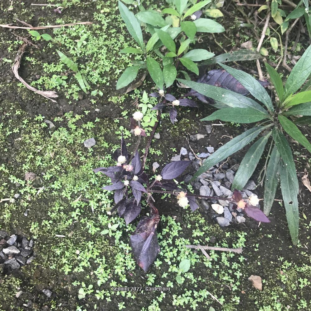 Photo of the entire plant of Brazilian Joyweed (Alternanthera ...