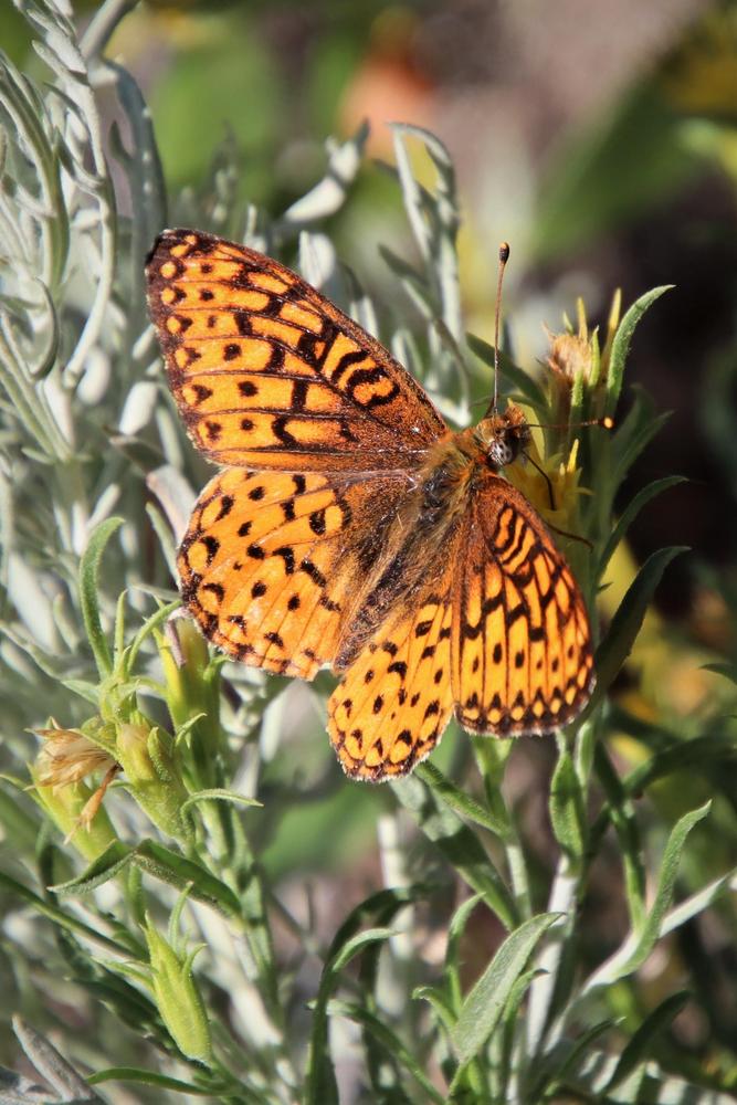 Photo of the leaves of Yellow Rabbitbrush (Chrysothamnus viscidiflorus ...