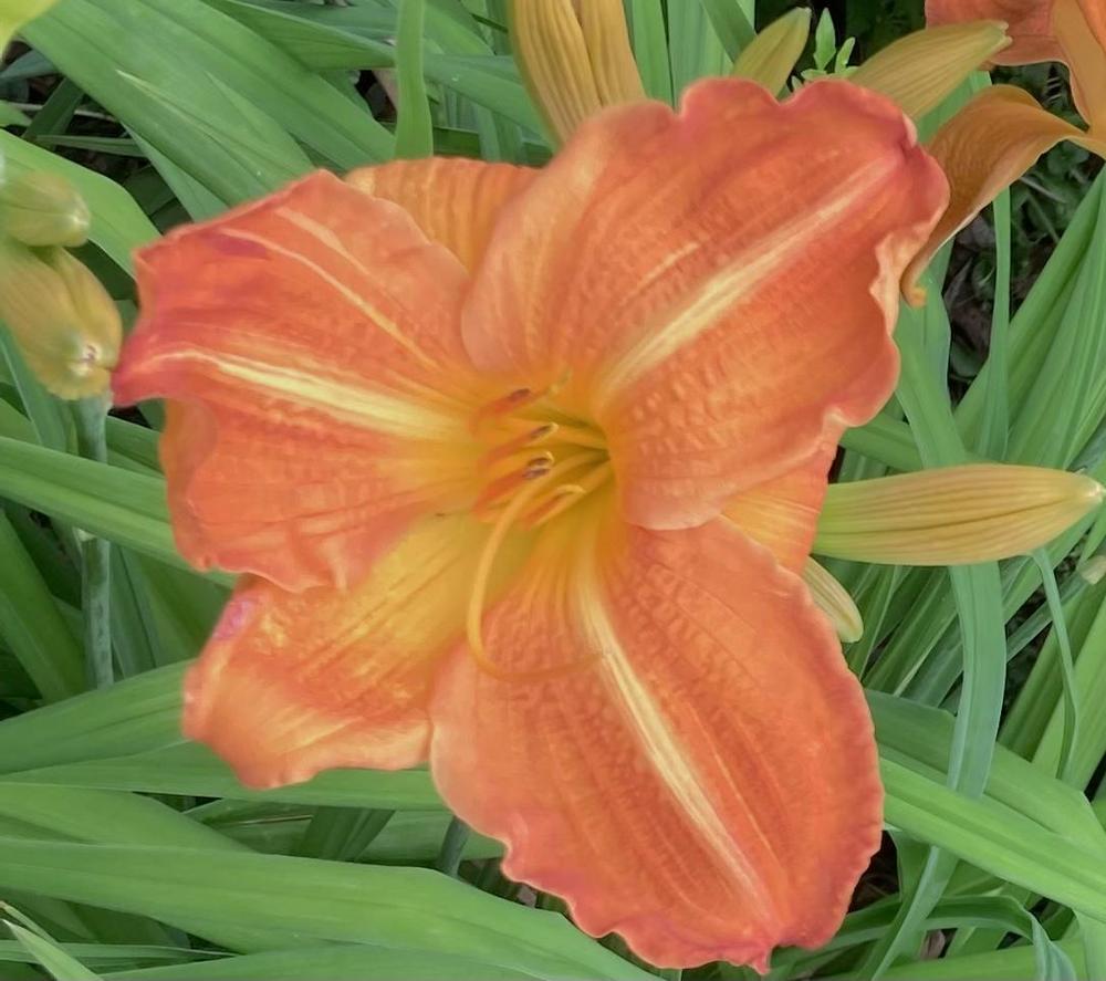 Photo of the bloom of Daylily (Hemerocallis 'Flaming Frolic') posted by ...