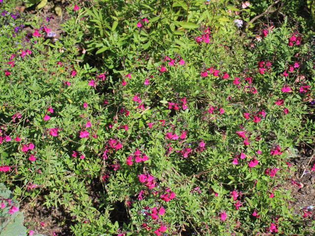 Photo of the entire plant of Autumn Sage (Salvia greggii 'Raspberry ...