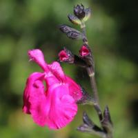 Autumn Sage (Salvia greggii 'Raspberry Royale') in the Salvias Database ...