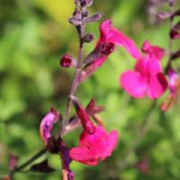 Autumn Sage (Salvia greggii 'Raspberry Royale') in the Salvias Database ...