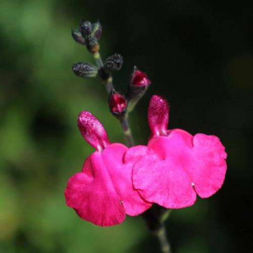 Autumn Sage (Salvia greggii 'Raspberry Royale') in the Salvias Database ...