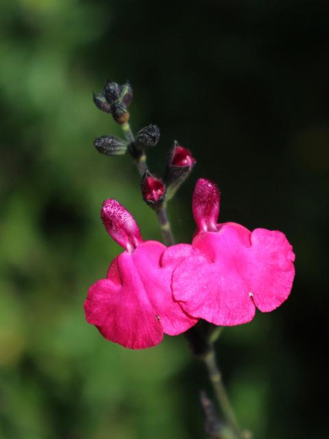 Autumn Sage (Salvia greggii 'Raspberry Royale') in the Salvias Database ...