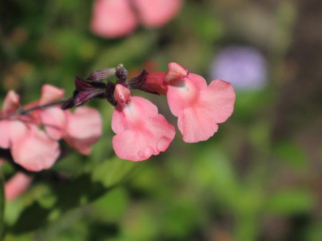 Autumn Sage (Salvia greggii 'Salmon Dance') in the Salvias Database ...