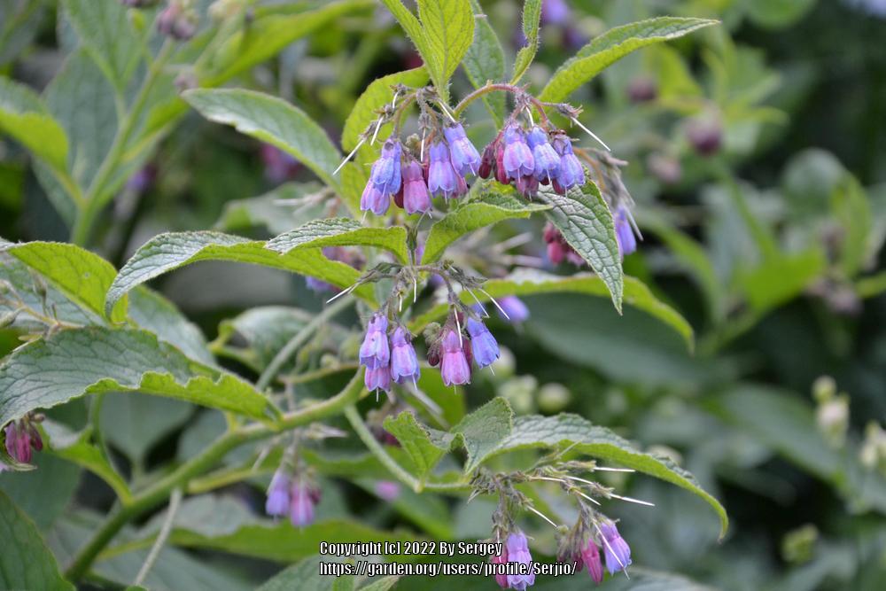 Photo of the bloom of Prickly Comfrey (Symphytum asperum) posted by Serjio - Garden.org