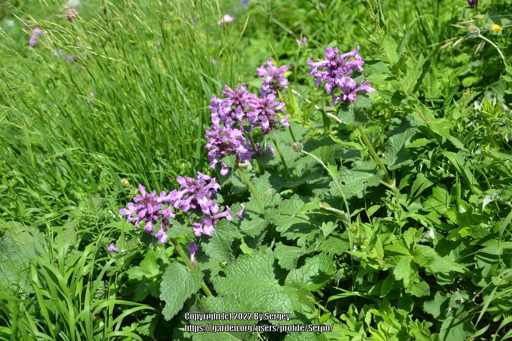Big Betony (Betonica macrantha) - Garden.org