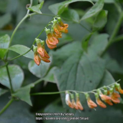 Golden Pea (Lathyrus aureus) - Garden.org