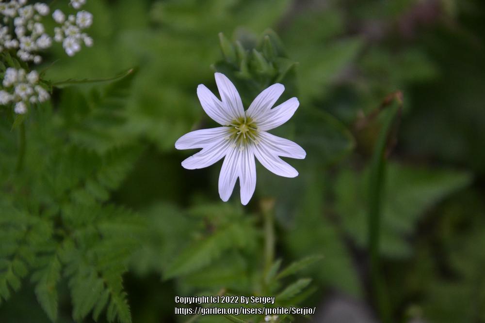 Photo of the bloom of Mouse-ear chickweed (Cerastium polymorphum ...