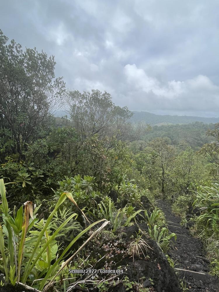 Photo of the habitat view of Cochlidium serrulatum posted by sedumzz ...