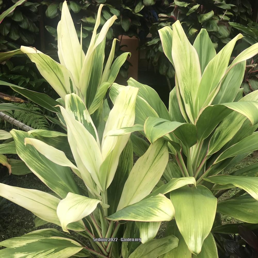 Ti plant (Cordyline fruticosa 'New Conga') - Garden.org