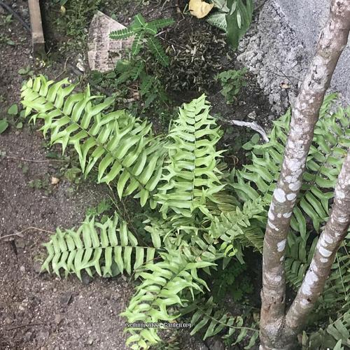 Fishtail Fern (Nephrolepis falcata) - Garden.org