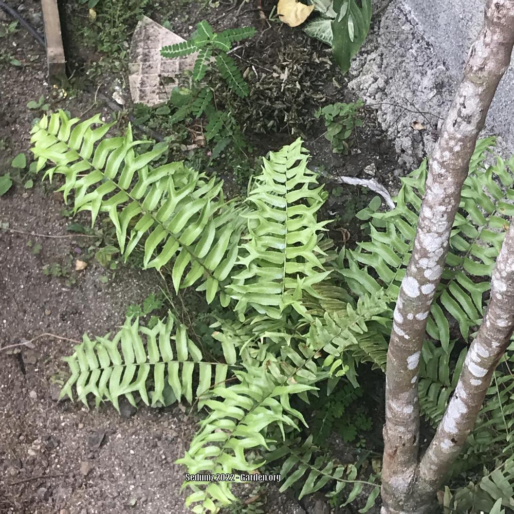 Photo of the entire plant of Fishtail Fern (Nephrolepis falcata) posted ...