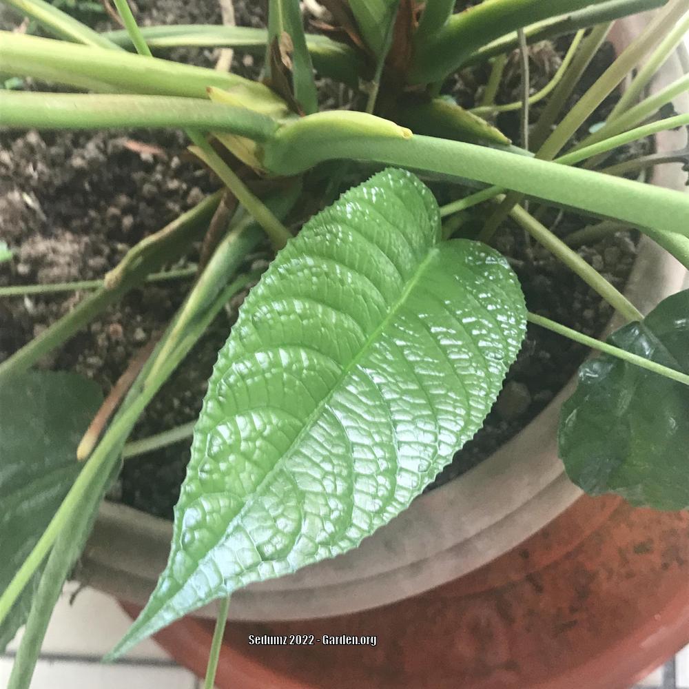 Photo of the leaves of Contrayerba (Dorstenia contrajerva) posted by ...