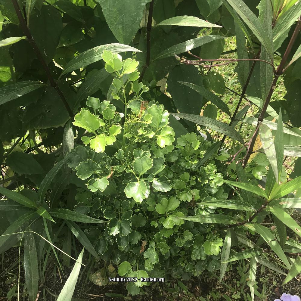 Geranium Aralia (Polyscias guilfoylei) - Garden.org