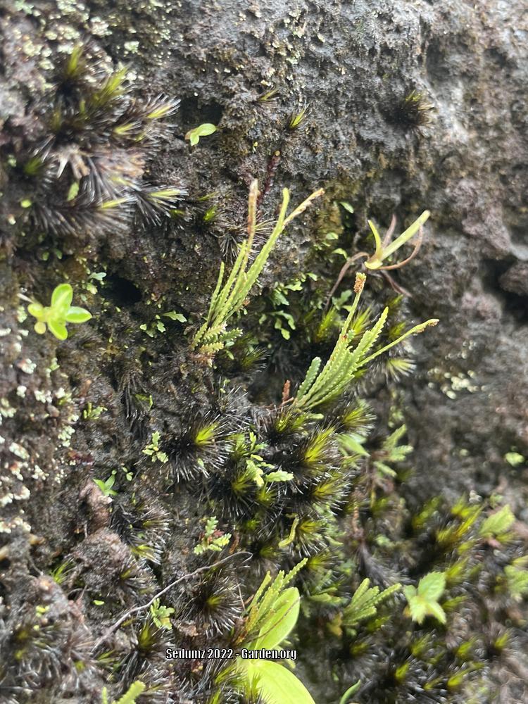 Photo of the entire plant of Cochlidium serrulatum posted by sedumzz ...