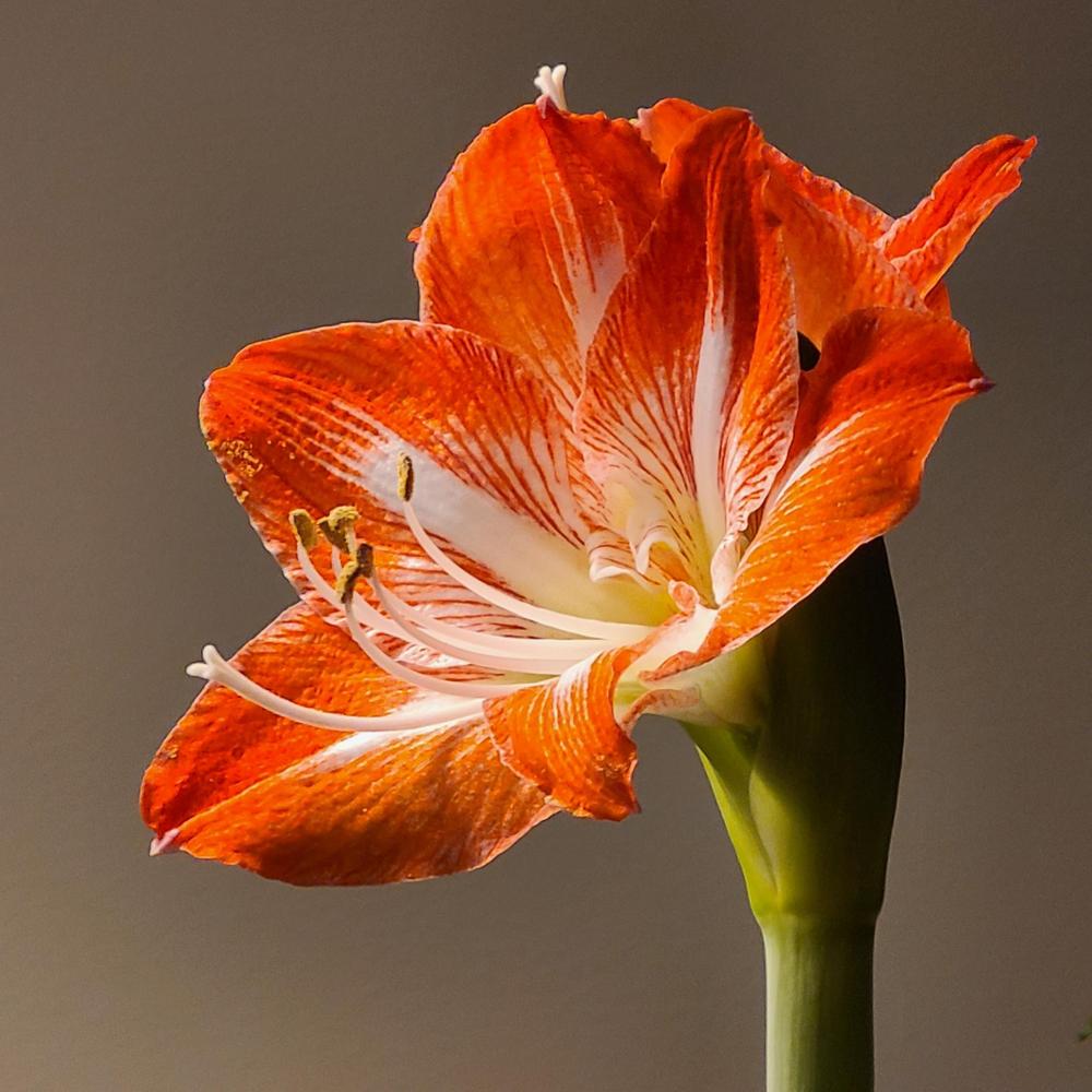 Photo of the bloom of Amaryllis (Hippeastrum 'Minerva') posted by ...
