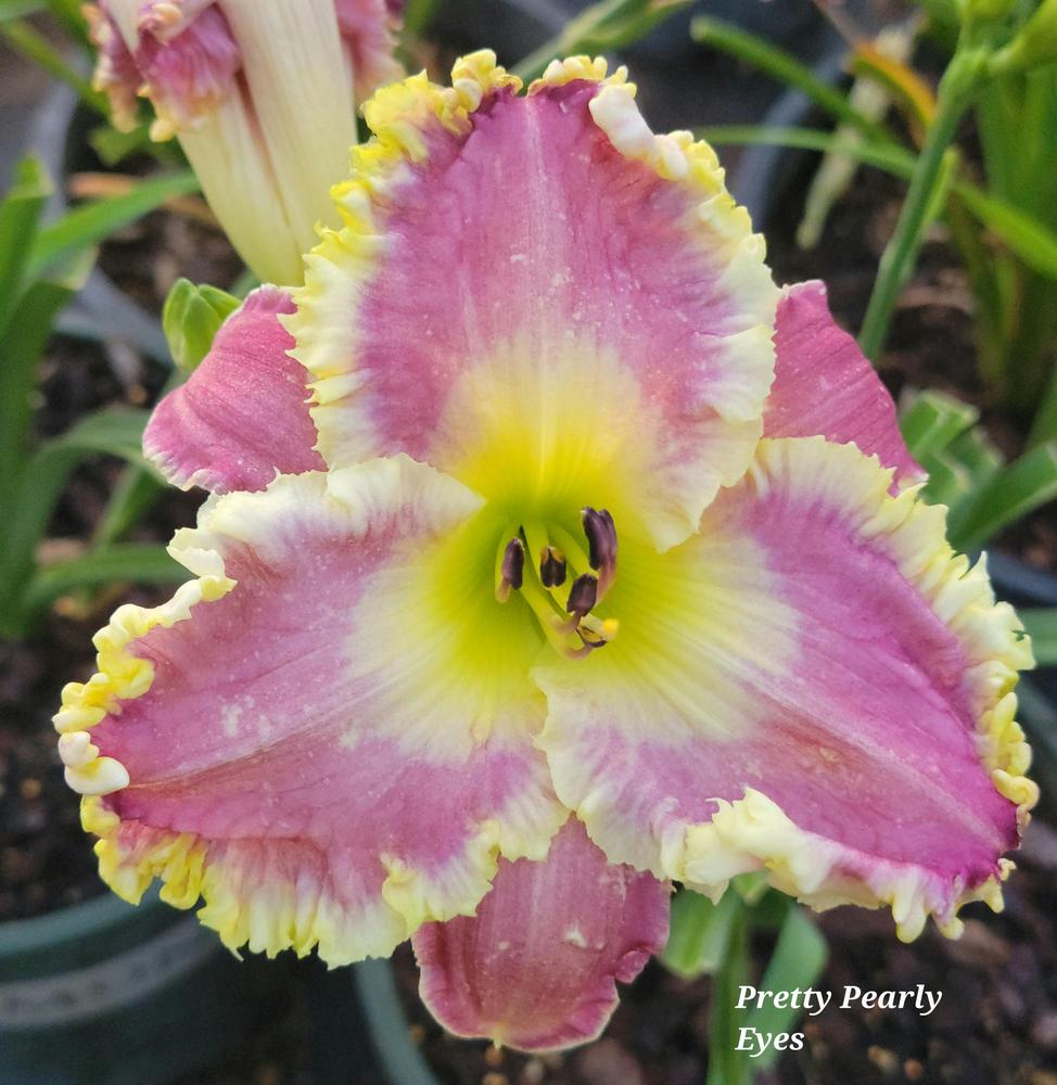 Photo of the bloom of Daylily (Hemerocallis 'Pretty Pearly Eyes ...