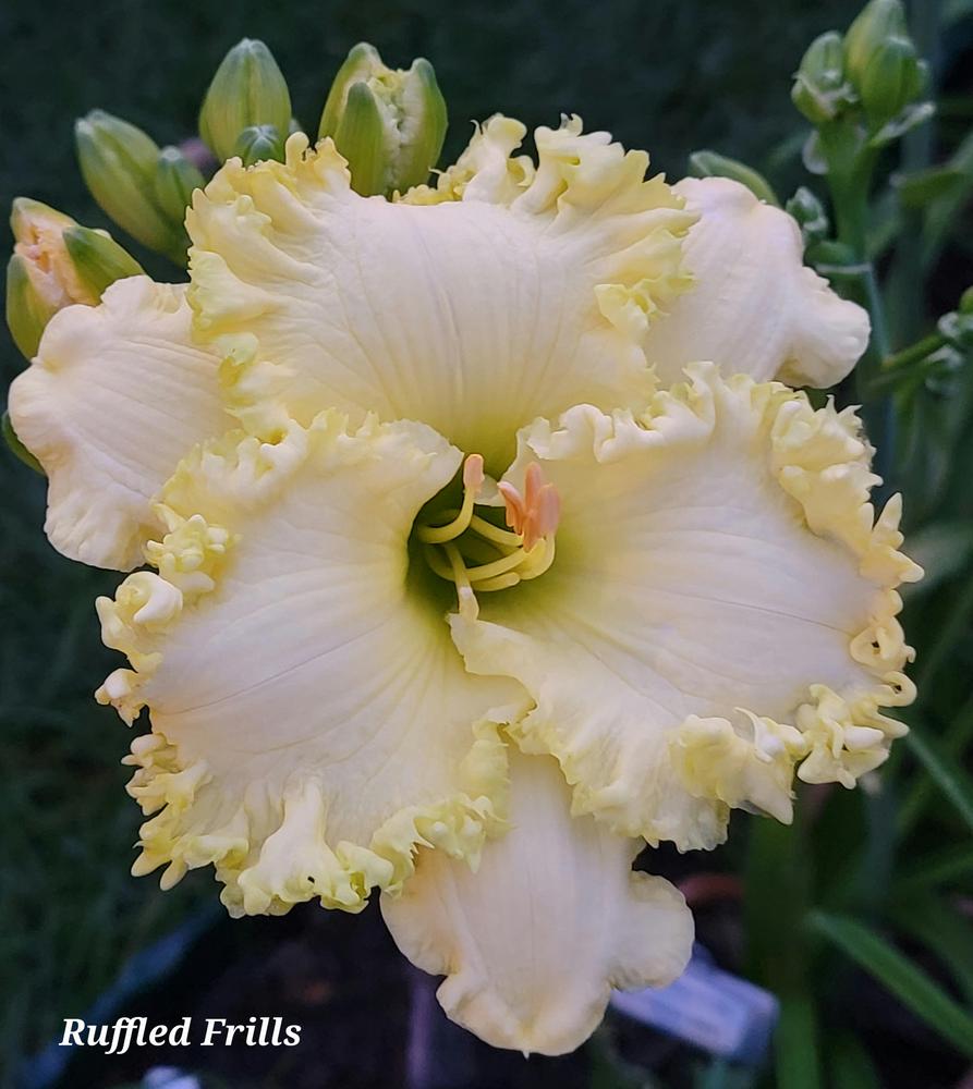 Photo of the bloom of Daylily (Hemerocallis 'Ruffled Frills') posted by Okietetlover - Garden.org