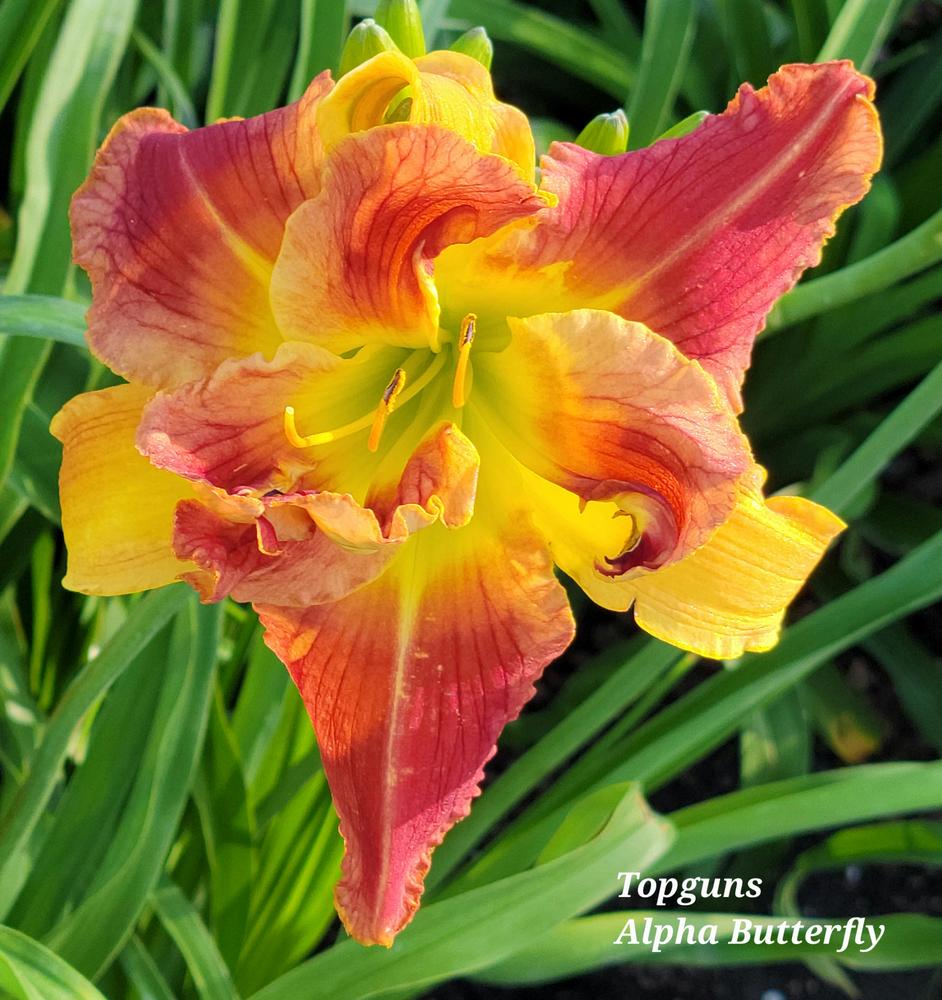 Photo of the bloom of Daylily (Hemerocallis 'Topguns Alpha Butterfly ...