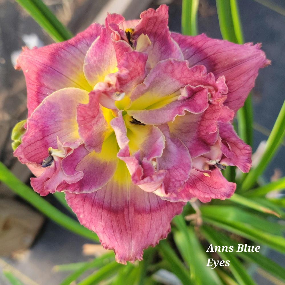Photo of the bloom of Daylily (Hemerocallis 'Ann's Blue Eyes') posted ...