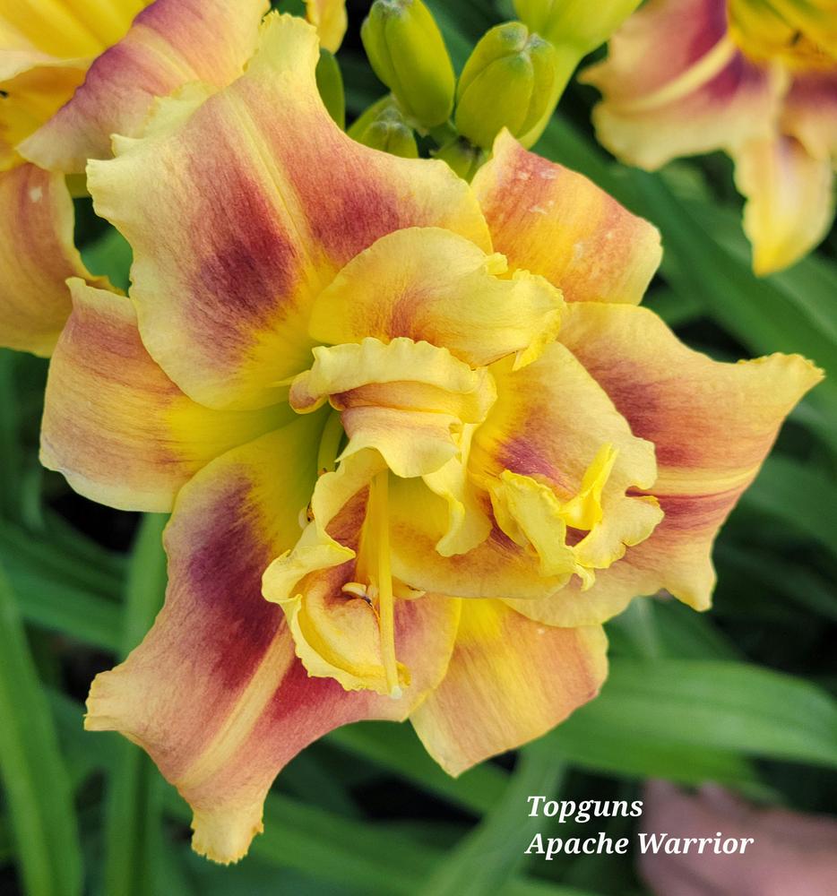 Photo of the bloom of Daylily (Hemerocallis 'Topguns Apache Warrior ...