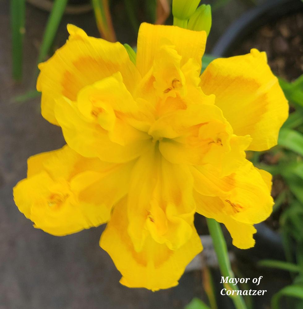 Photo of the bloom of Daylily (Hemerocallis 'Mayor of Cornatzer ...