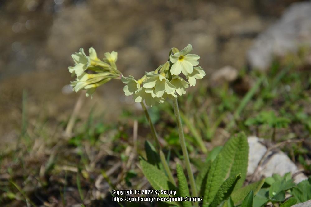 Photo of the bloom of Primrose (Primula ruprechtii) posted by Serjio ...