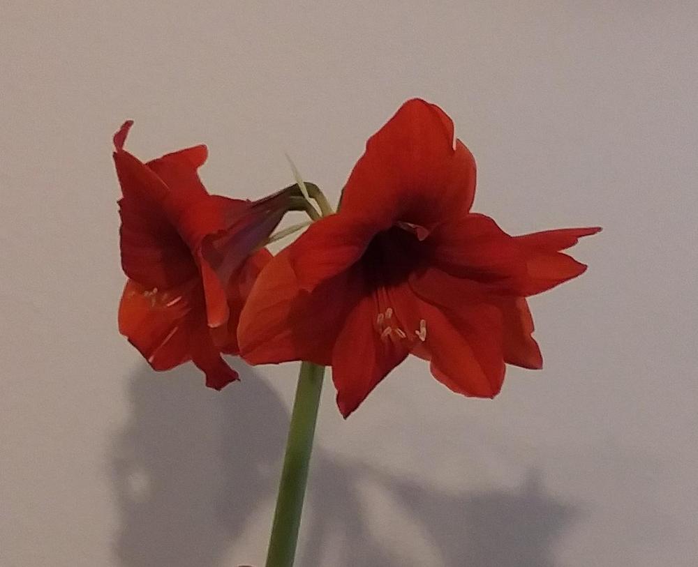 Photo of the bloom of Amaryllis (Hippeastrum 'Red Lion') posted by ...