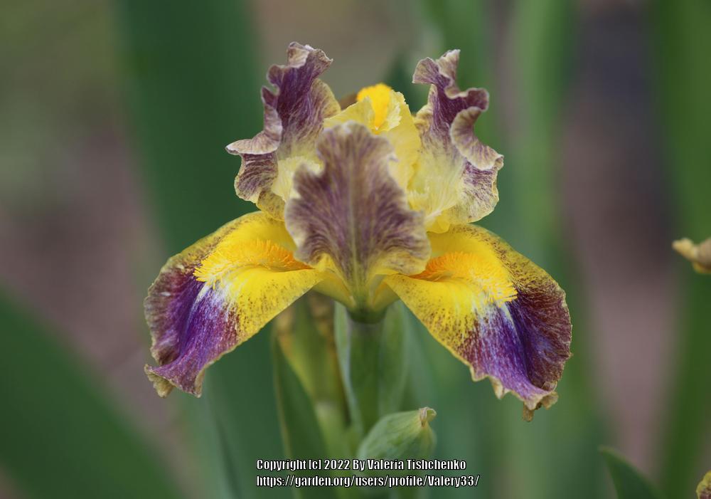 Photo of the bloom of Standard Dwarf Bearded Iris (Iris 'Sun Going Down ...