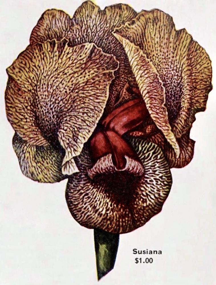 Photo of the documentation of Species Iris (Iris susiana) posted by ...