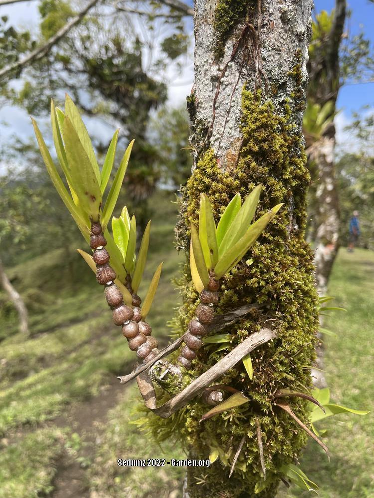 Photo of the entire plant of Columnea (Columnea linearis) posted by ...