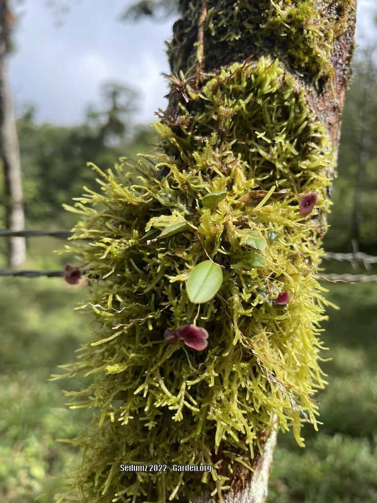 Photo of the entire plant of Stelis posted by sedumzz - Garden.org