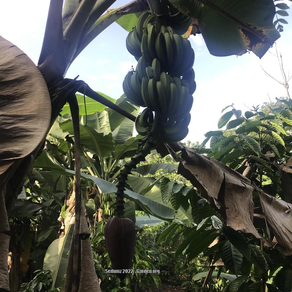 Photo of the fruit of Bananas (Musa) posted by sedumzz - Garden.org