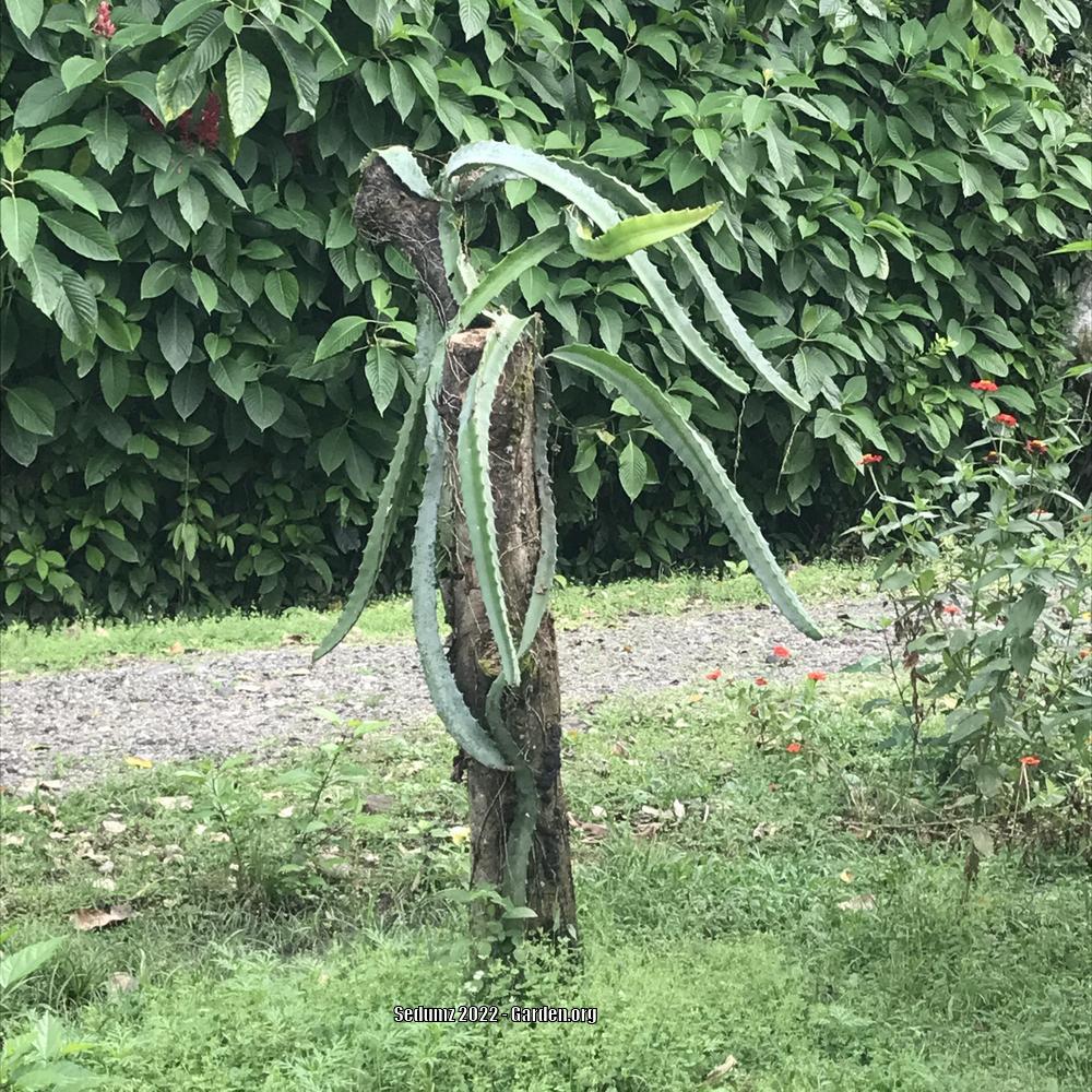 Photo of the entire plant of Moonlight Cactus (Selenicereus) posted by sedumzz - Garden.org