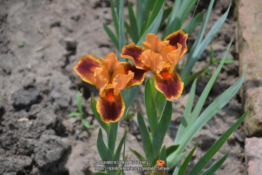 Photo of the bloom of Miniature Dwarf Bearded Iris (Iris 'Icon') posted ...