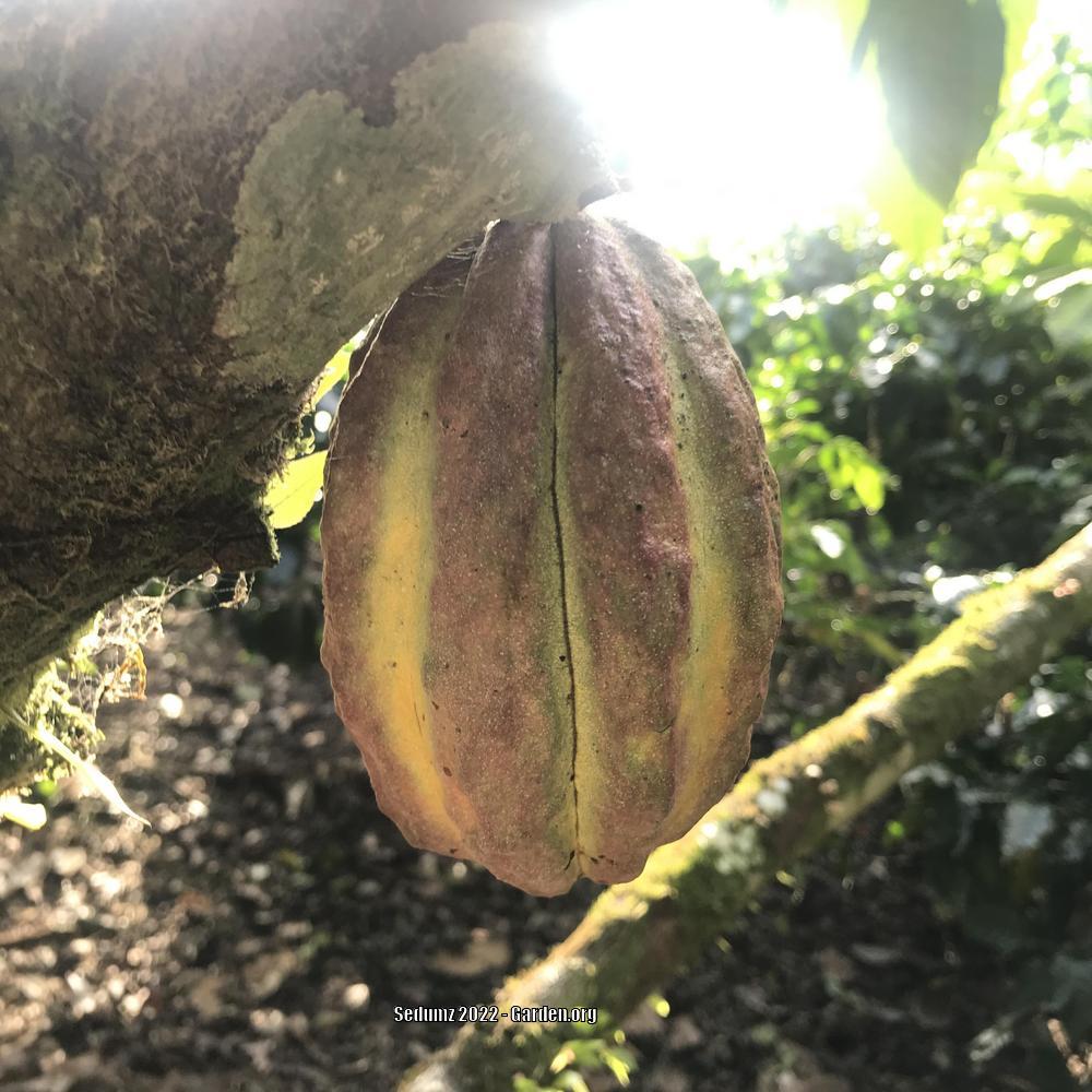 Photo of the fruit of Cacao (Theobroma cacao 'Forastero') posted by ...