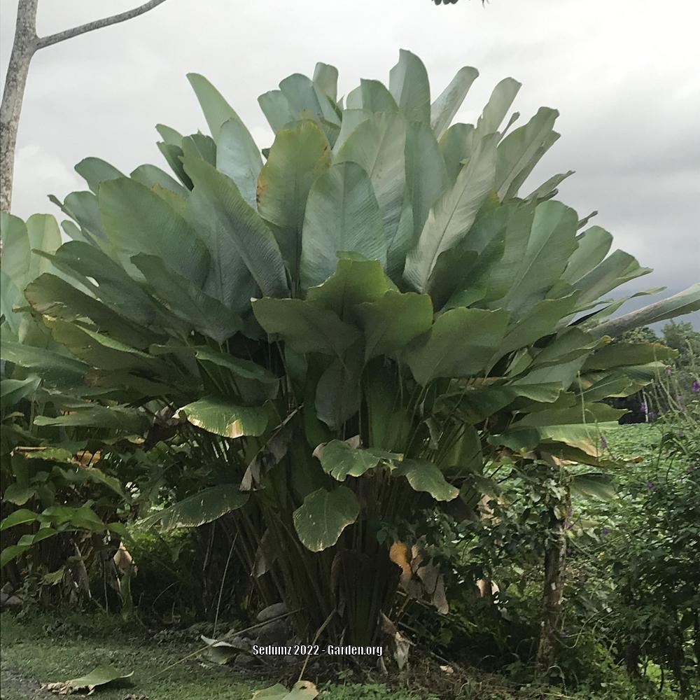 Photo of the entire plant of Cigar Calathea (Calathea lutea) posted by ...