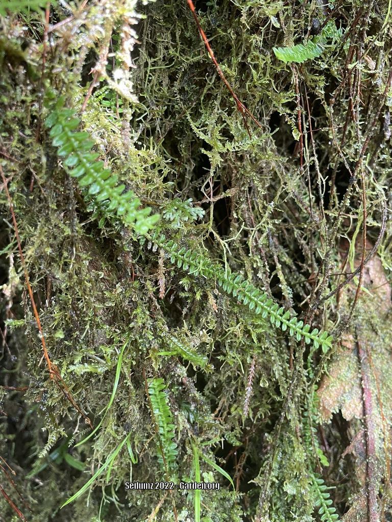 Photo of the entire plant of Dichaea posted by sedumzz - Garden.org