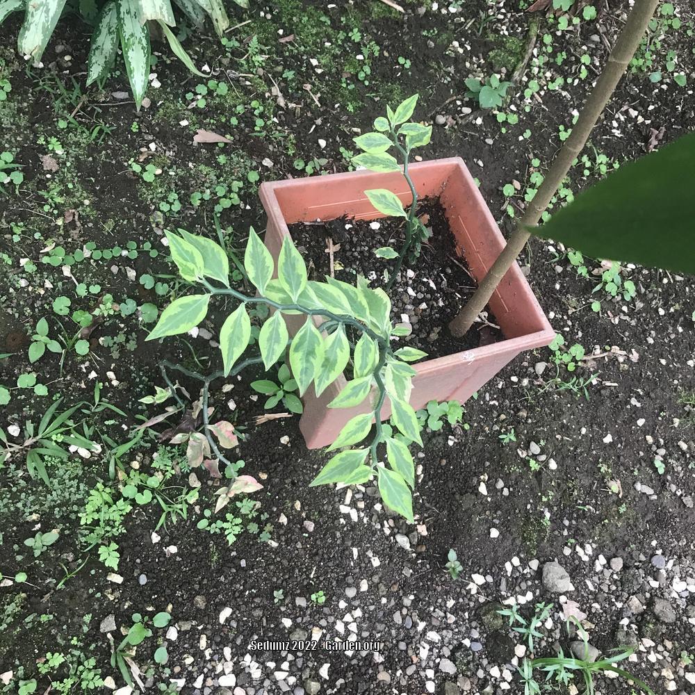 Photo of the entire plant of Variegated Devil's Backbone (Euphorbia ...