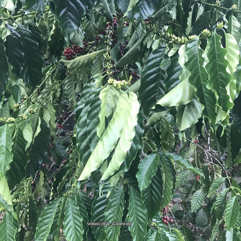 Photo of the leaves of Robusta Coffee (Coffea canephora) posted by ...