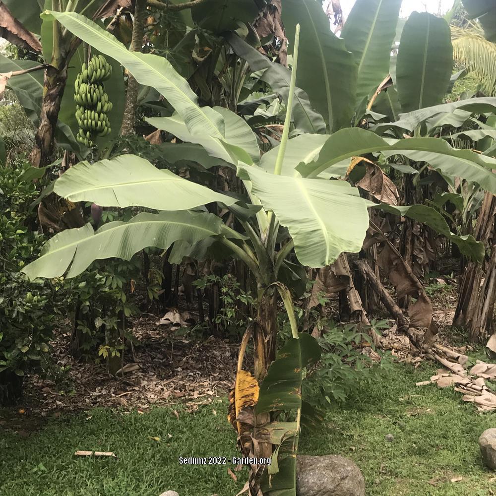 Photo of the entire plant of Bananas (Musa) posted by sedumzz - Garden.org